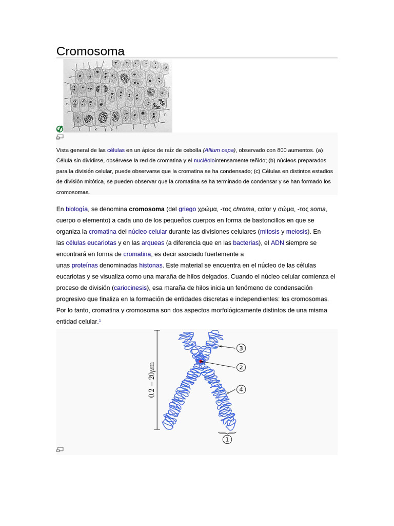 Cromosoma | PDF | Cromosoma | Sexo