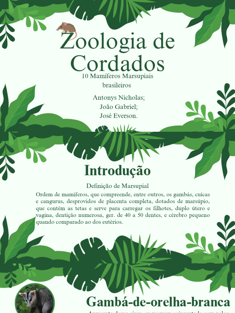Mamíferos Marsupiais Do Brasil | PDF | Marsupiais | Ordens de mamíferos