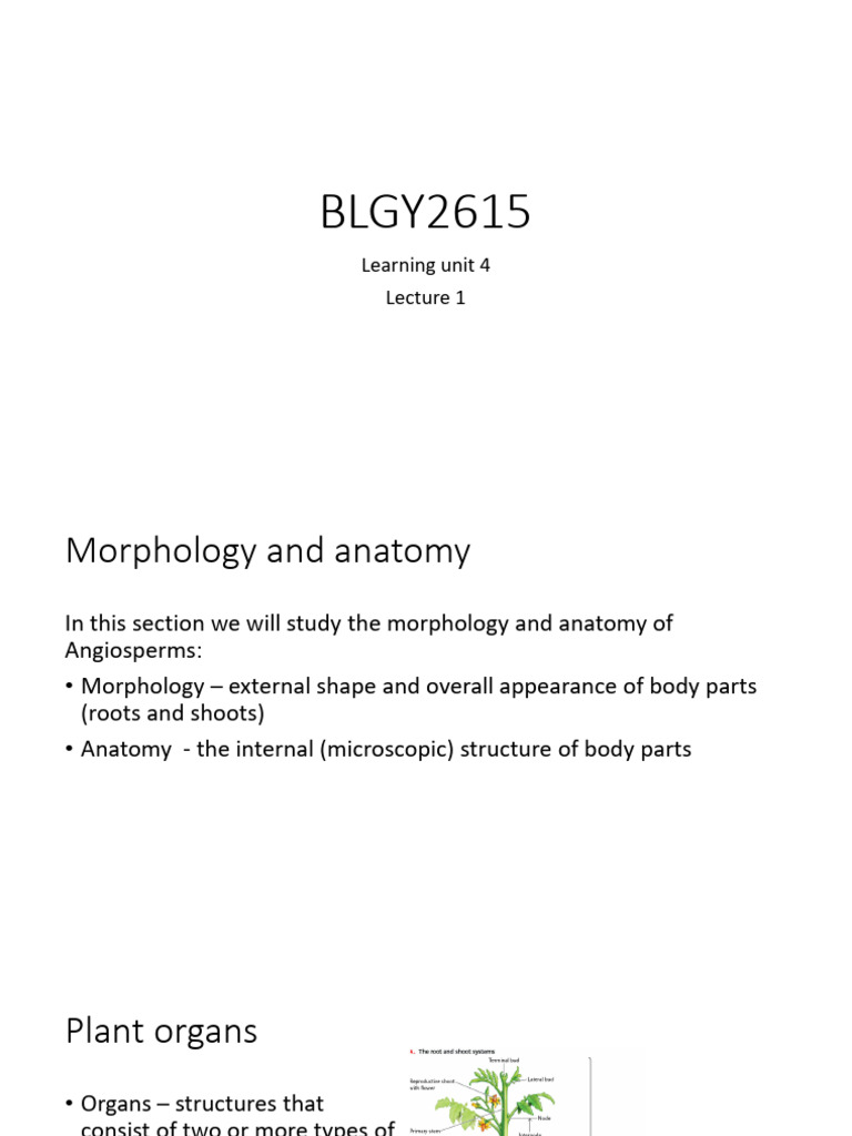 Angiosperm Morphology and Anatomy Guide | PDF | Tissue (Biology) | Leaf