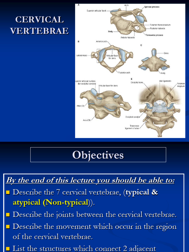 Cervical Spine | PDF | Vertebra | Vertebral Column