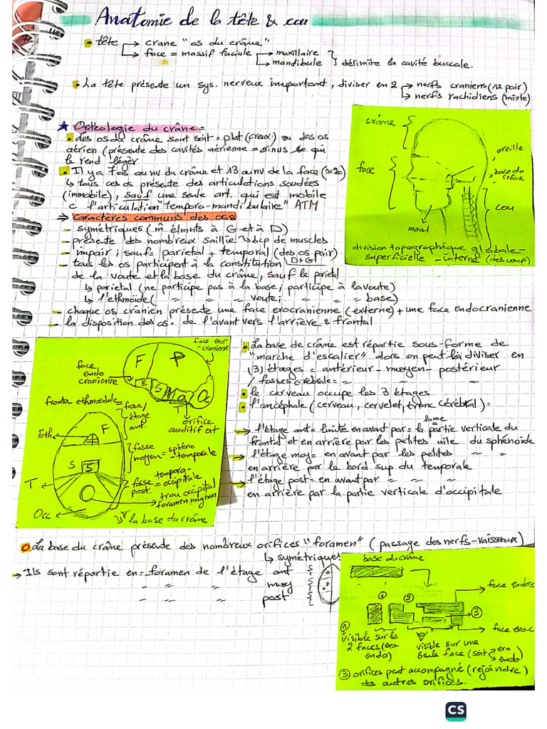 Anato Humaine 1 | PDF