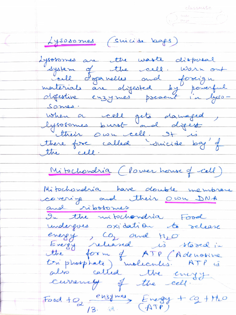 Notes After Golgi Apparatus | PDF | Cell Biology | Biological Processes