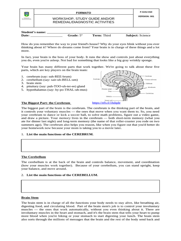 Science Workshop, 3rd Term. 5th Grade | PDF | Brain | Nervous System
