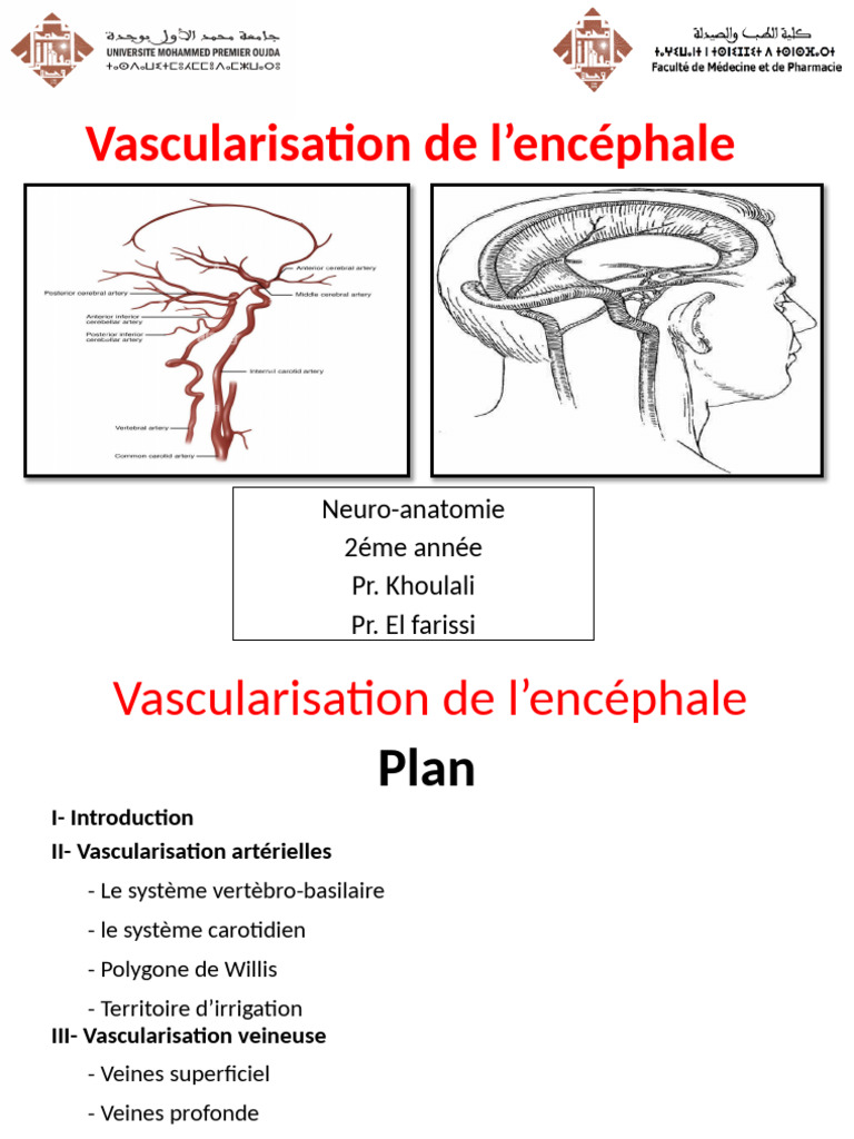 Vascularisation de l'encéphale expliquée | PDF | Cortex cérébral ...