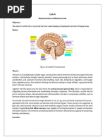 01 - Human Brain - Labeling Diagrams - Parts & Functions - Fill in The ...