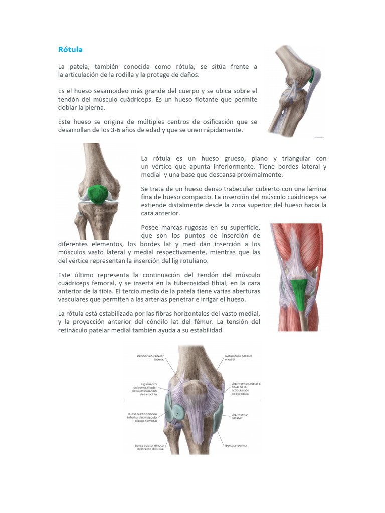 Rotula y Tibia | PDF | Rodilla | Sistema musculoesquelético