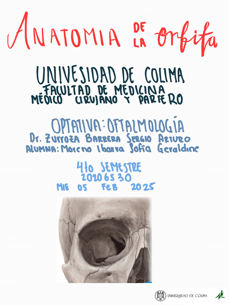 Anatomía de La Órbita | PDF