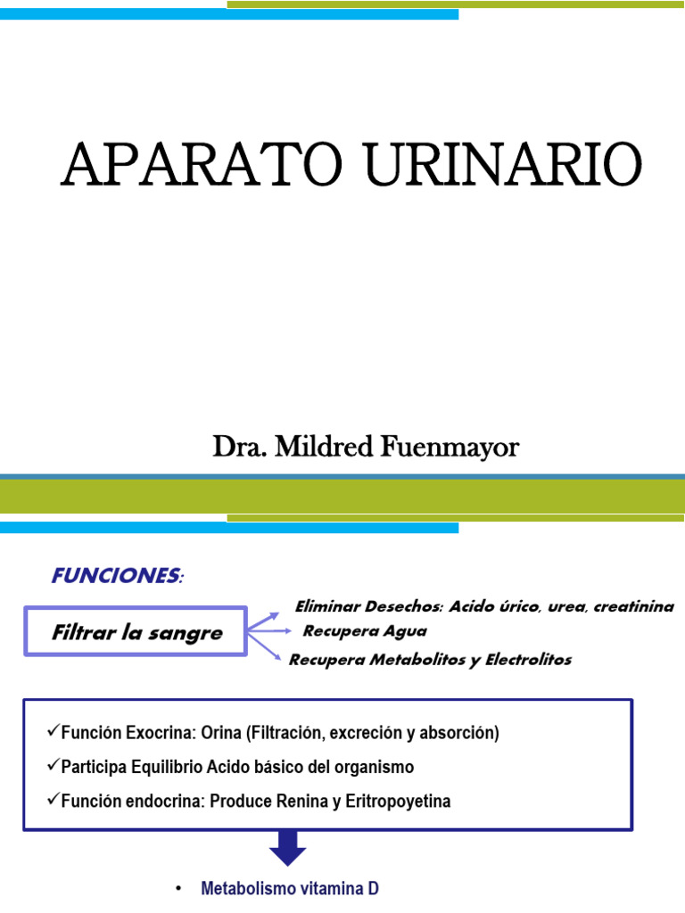 Aparato Urinario | PDF | Riñón | Sistema urinario