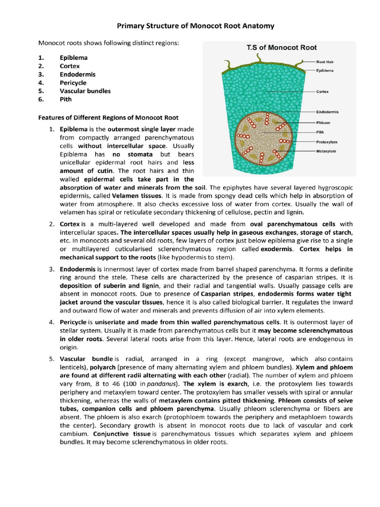 Bot Unit II Anatomy Notes | PDF
