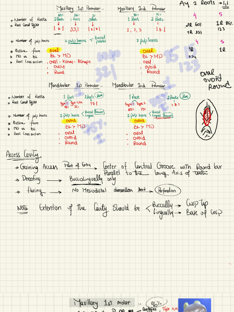 Posterior Teeth Pulp Space Morphology | PDF
