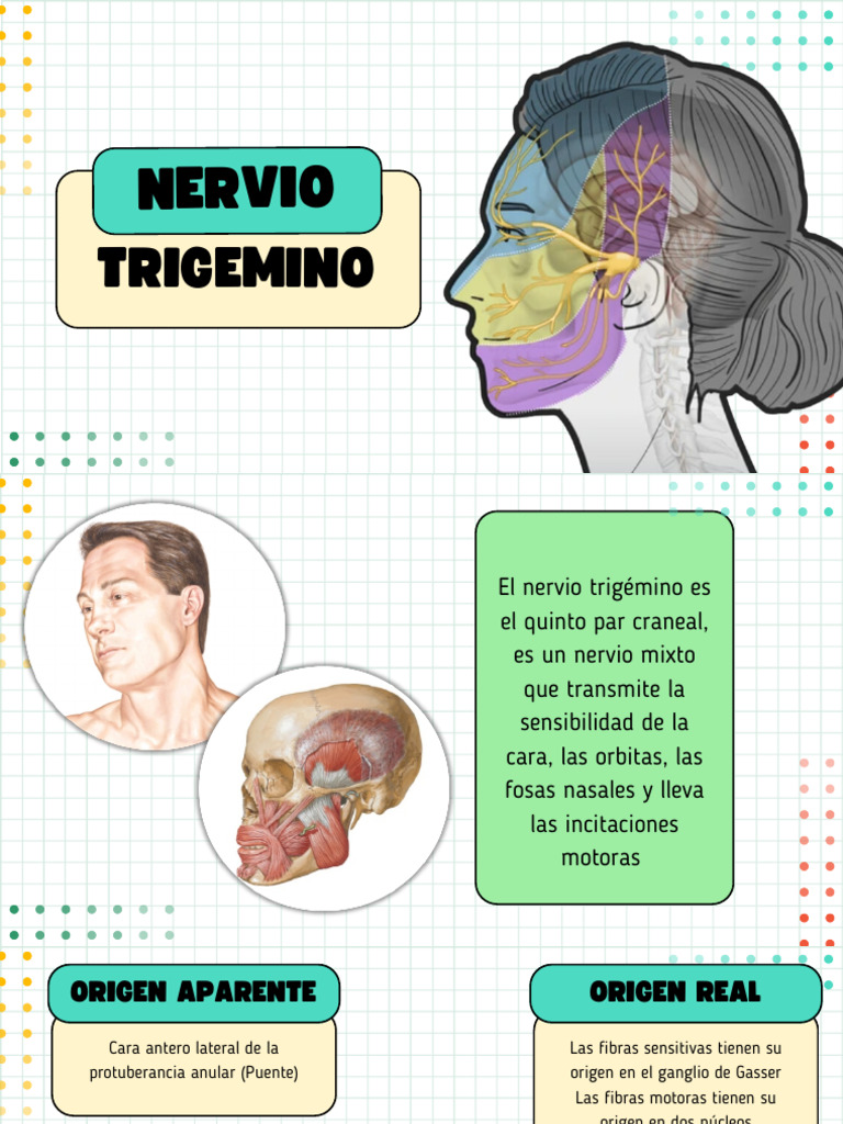 Nerv Ios | PDF | Cabeza y cuello humanos | Sistema nervioso