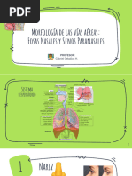 Nariz y Senos Paranasales | PDF | Nariz humana | Rinología