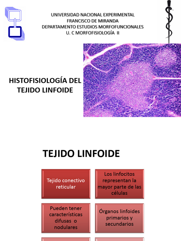 Histofisiología del Tejido Linfoide | PDF | Ganglio linfático | Bazo