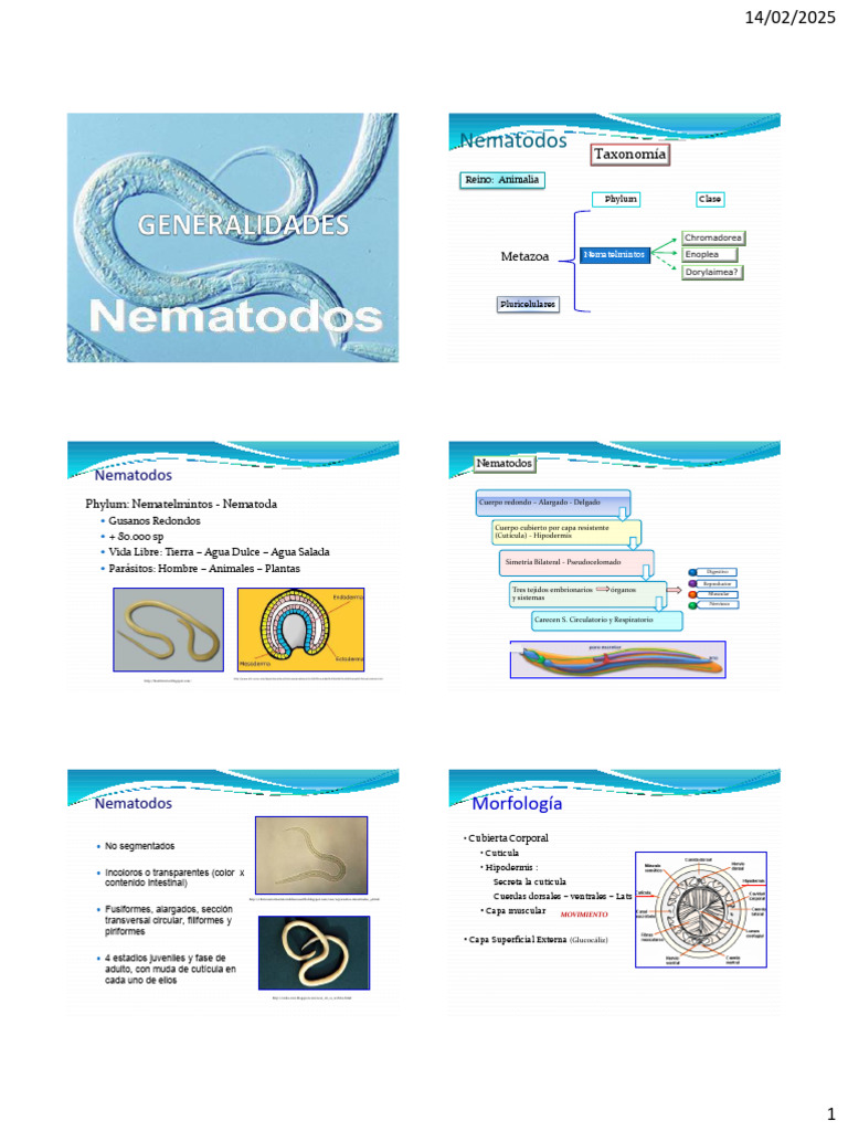 Generalidades Nematodos | PDF | Nematodo | Sistema reproductivo