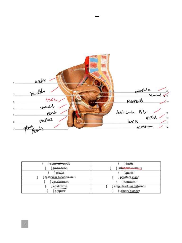 Lab {2} - Worksheets 2025 | PDF | Uterus | Prostate