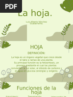 Tipos de Hojas de Acuerdo A La Forma de Su Limbo | PDF | Hoja | Botánica
