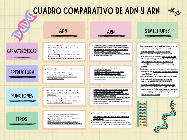 Gráfica Cuadro Comparativo ADN Y ARN | PDF | Rna | Ribosoma