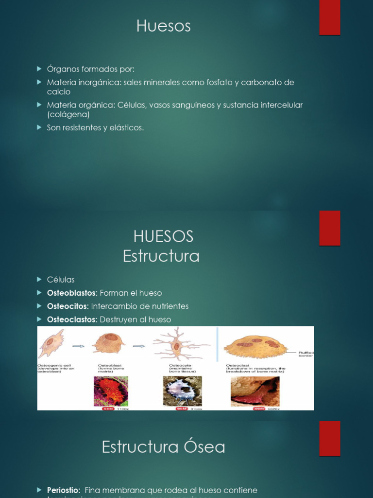 Estructura y Función de Huesos y Músculos | PDF | Hueso | Músculo