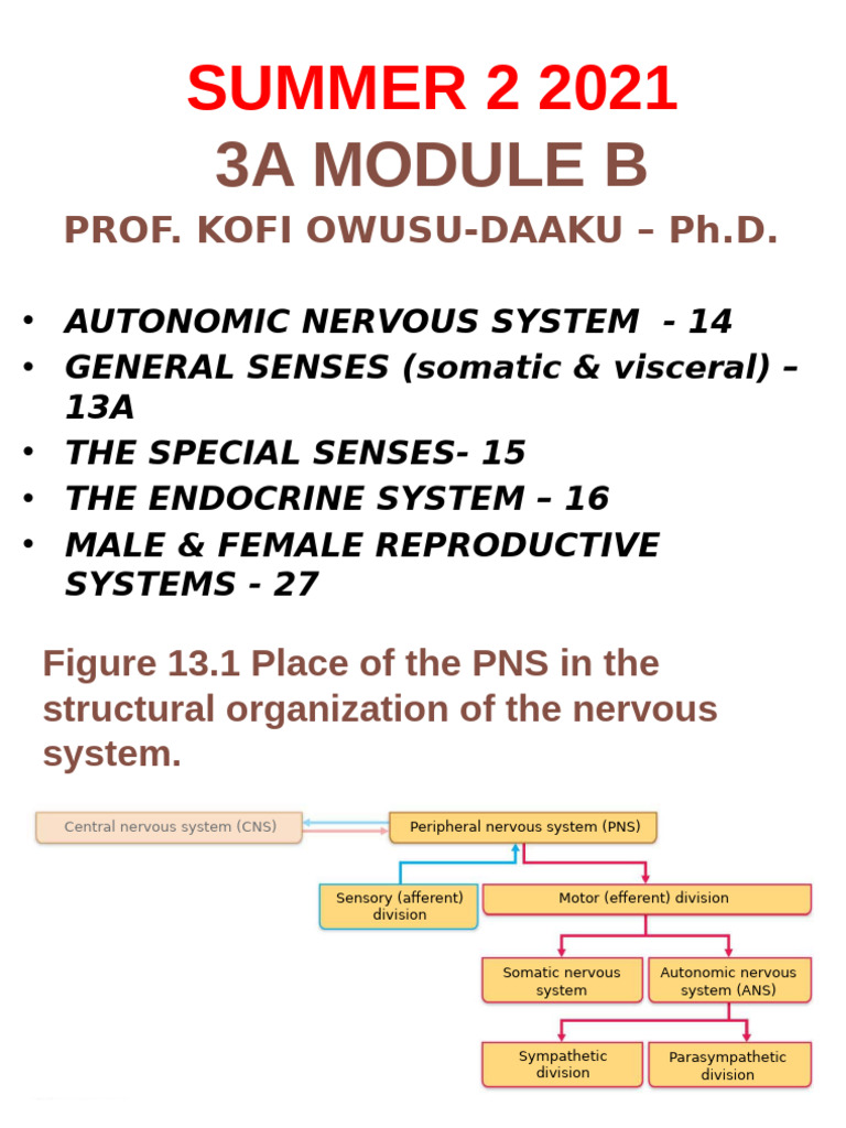 2b Mod 2 Ans Senses Endocrine | PDF | Autonomic Nervous System | Motor Neuron