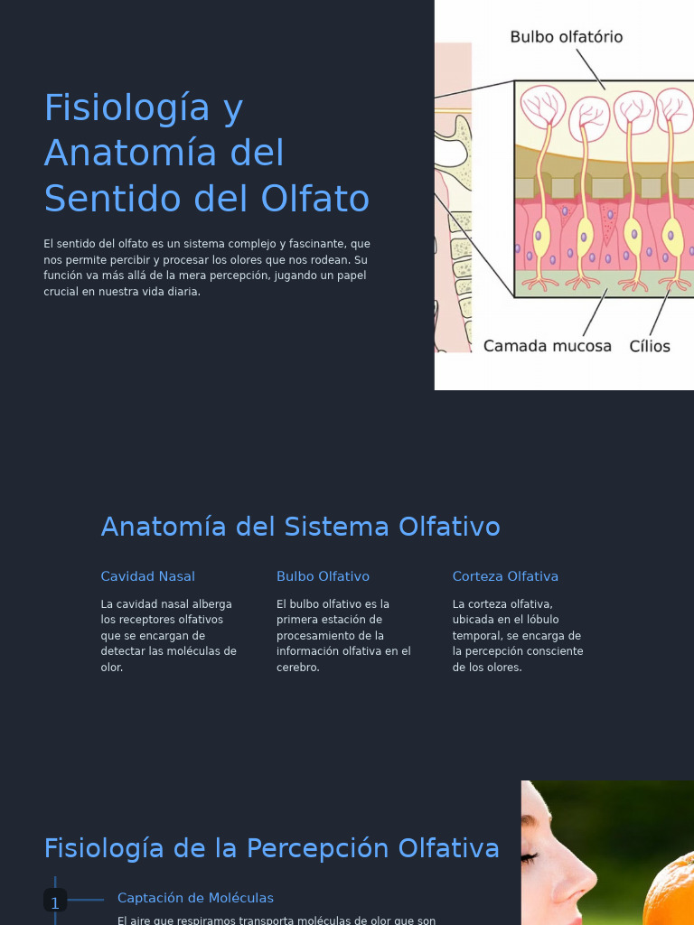 Fisiología y Anatomía del Olfato | PDF | Sistema olfativo | Neurociencia