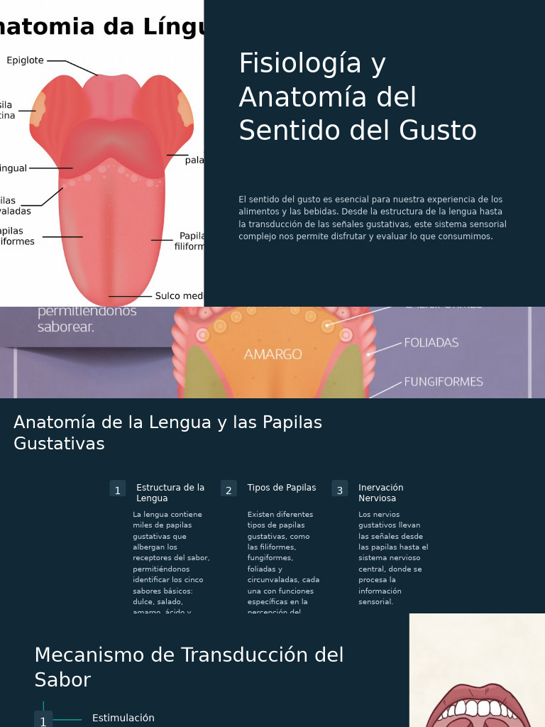 Anatomía y Función del Gusto | PDF | Gusto | Sentidos