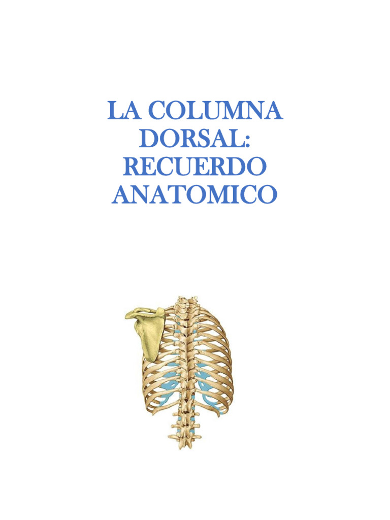 Biomecánica y Anatomía de la Columna Dorsal | PDF | La columna ...