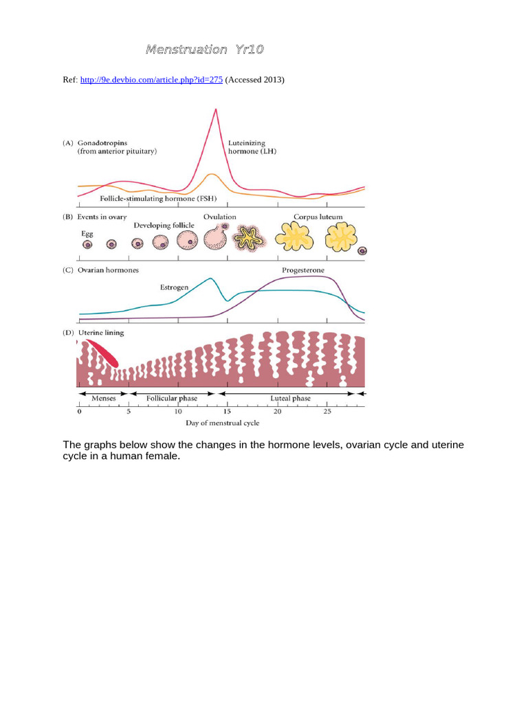 Understanding the Menstrual Cycle | PDF | Menstrual Cycle | Mammal ...