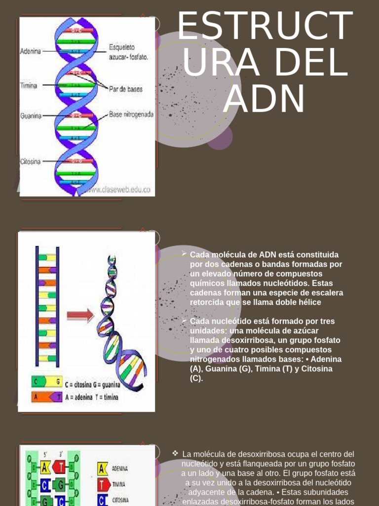 Estructura del ADN | PDF