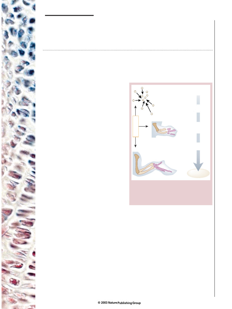 The Complexities of Skeletal Biology | PDF | Osteoblast | Bone