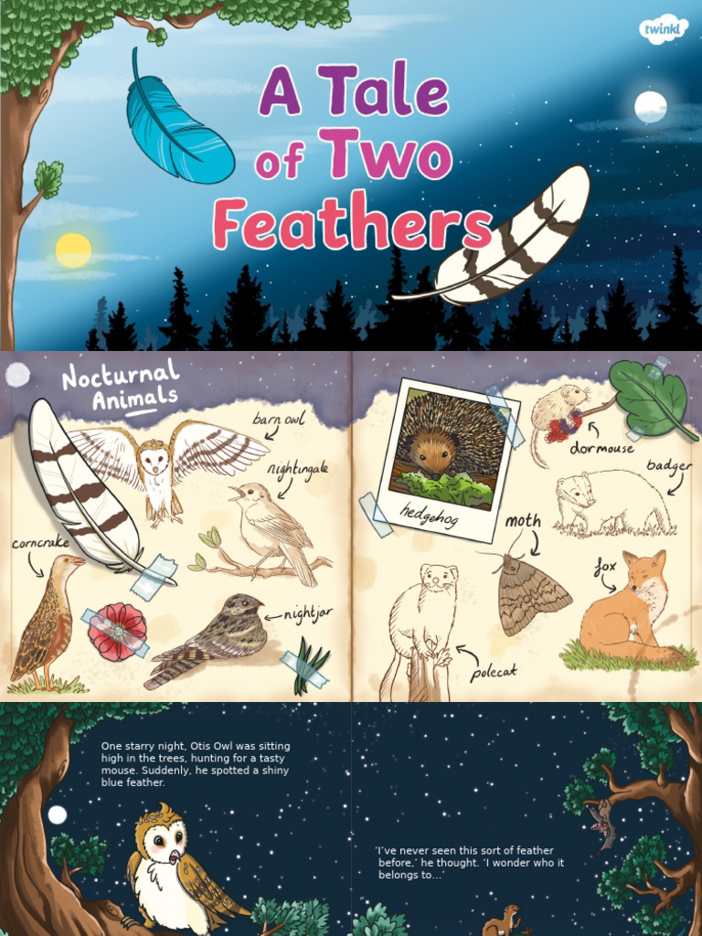 A Tale of Two Feathers: KS1 Story | PDF | Zoology | Ornithology
