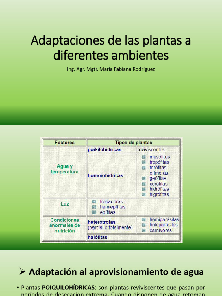 Adaptaciones de Plantas a Ambientes Variados | PDF | Hoja | Tallo de la ...