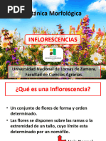 Tipos Inflorescencias | PDF | Flores | Morfología Vegetal