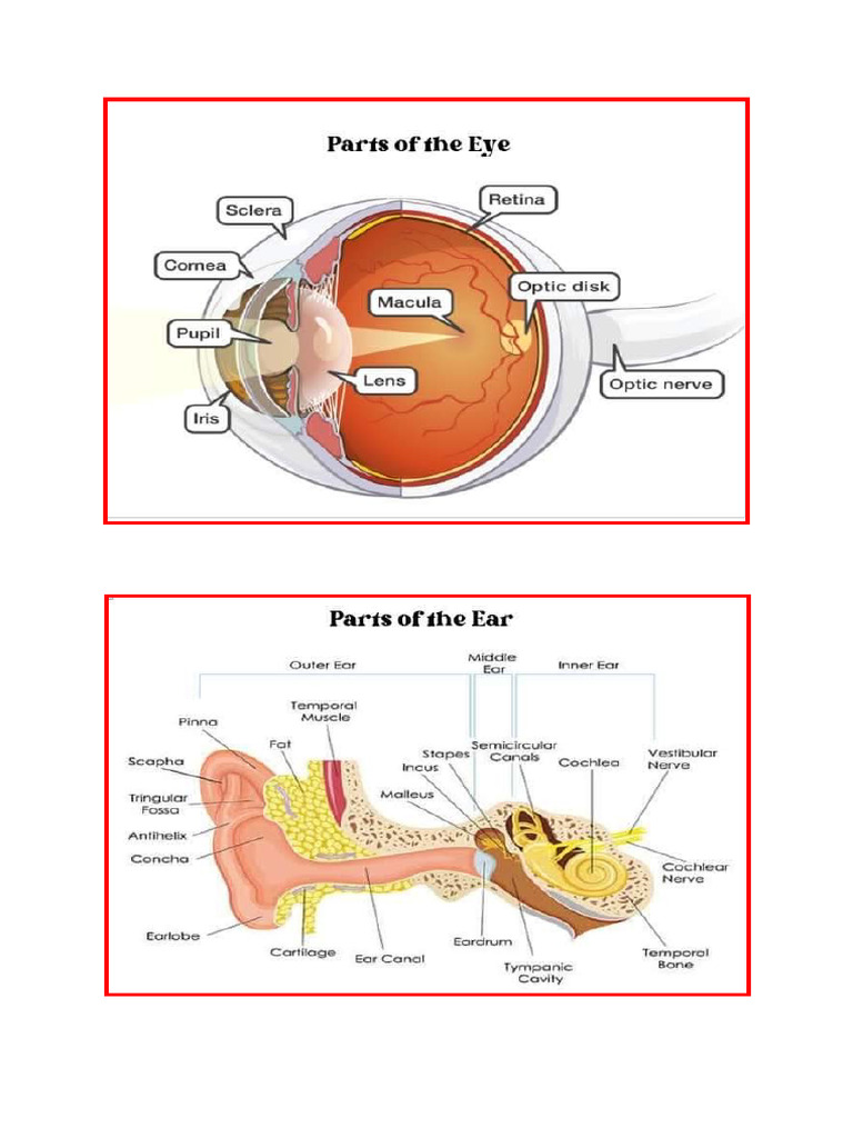 Parts of The Eye & Ear | PDF