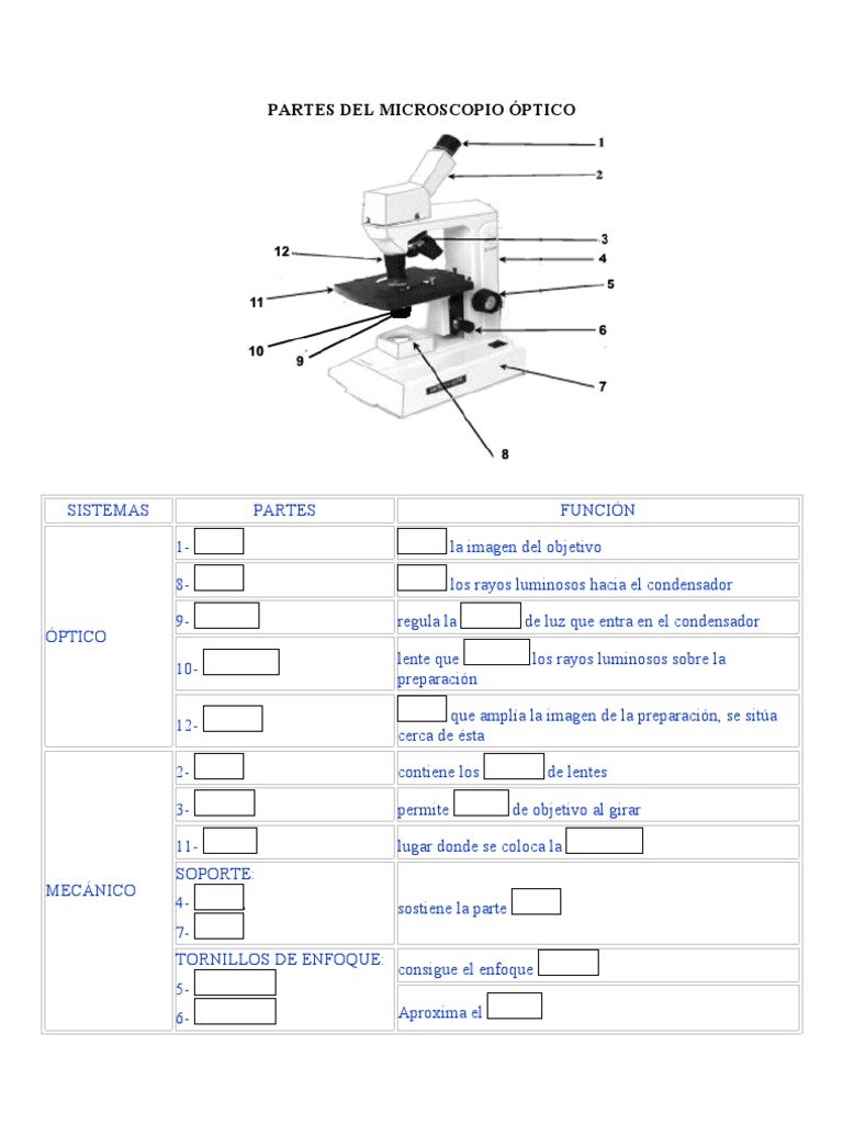 Partes Del Microscopio Óptico | PDF