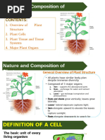 Conifer Life Cycle Explained | PDF