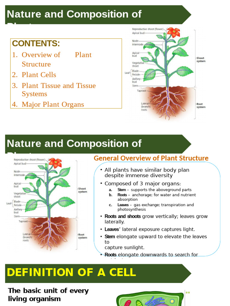 Plant Structure and Cell Composition | PDF | Fruit | Tissue (Biology)
