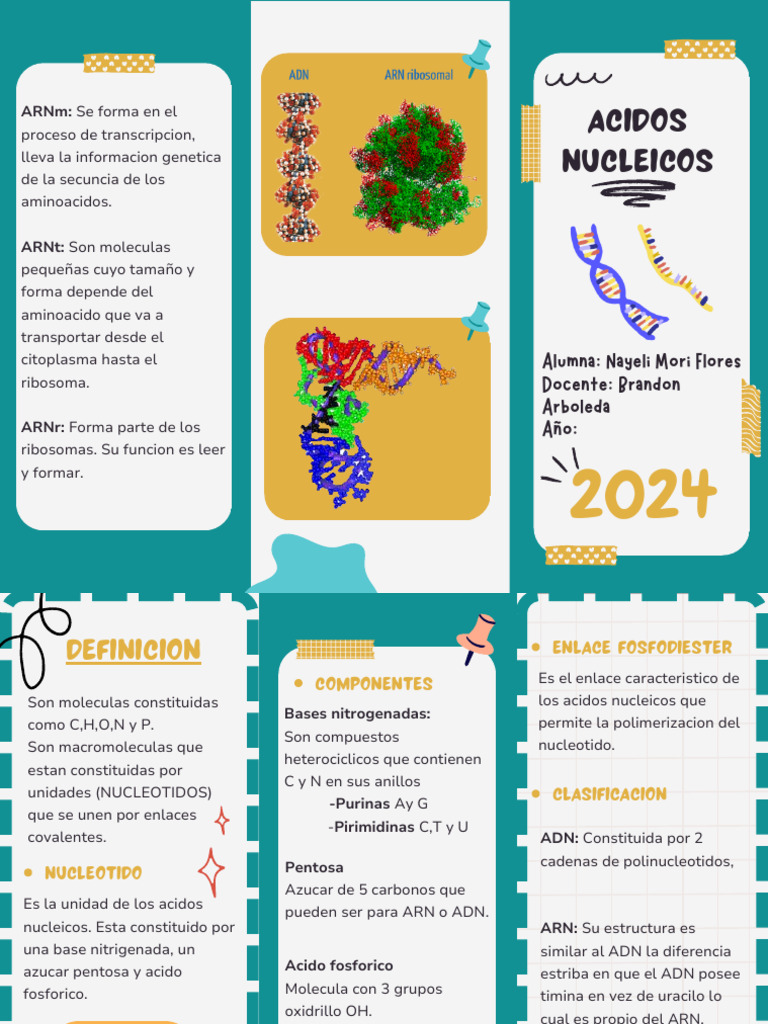 Triptico Acidos Nucleicos Biologia | PDF