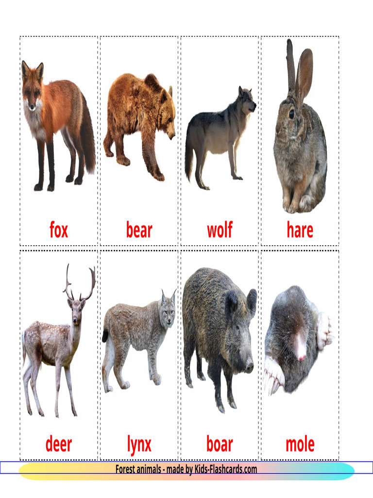 Forest Animals 8 A4 | PDF
