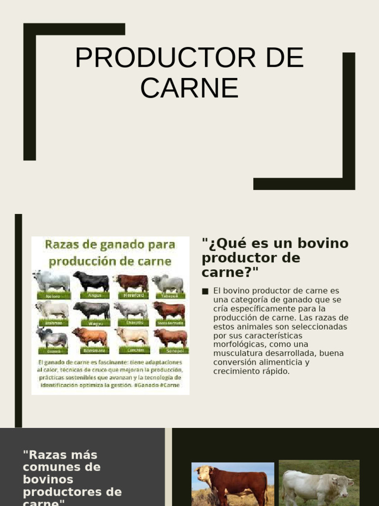 Productor de Carne | PDF | Carne | Vacas