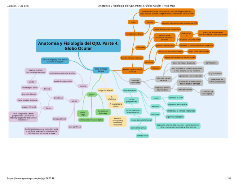 Anatomía y Fisiología Del OJO. Parte 4. Globo Ocular - Mind Map | PDF