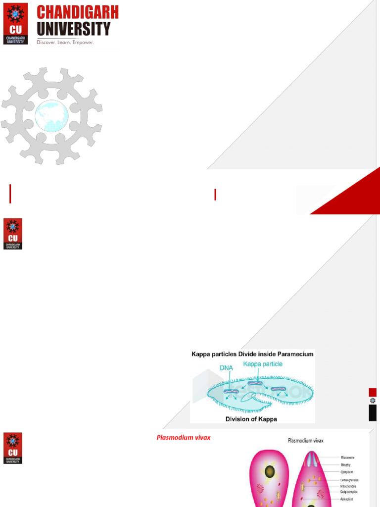 Part2 Till Sycon | PDF | Sponge | Skeleton