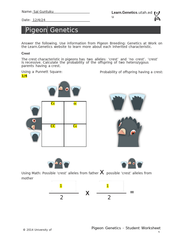 Pigeon Genetics Worksheet - Interactive | PDF | Dominance (Genetics ...