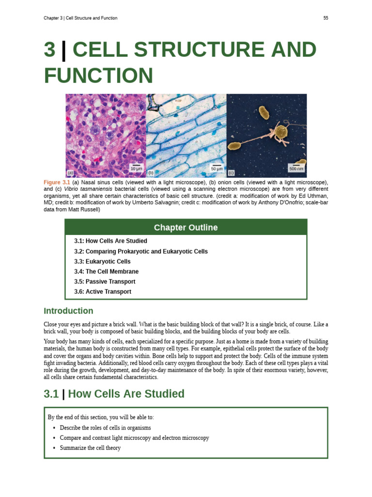 concepts-of-biology-chapter-3 | PDF | Endoplasmic Reticulum | Cell (Biology)