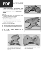 Bovine Skull and Neck Osteology Guide | PDF | Skull | Musculoskeletal ...