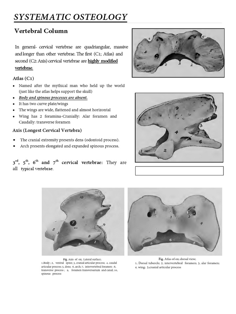 Cervical and Skull Anatomy Overview | PDF | Vertebra | Skull