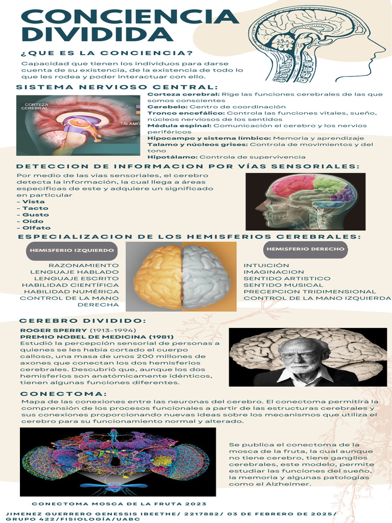 Meta 2 Infografia | PDF | Cerebro | Hemisferio cerebral