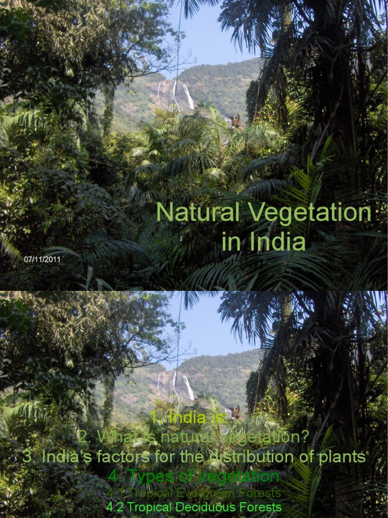 Natural Vegetation of India | PDF | Forests | Trees
