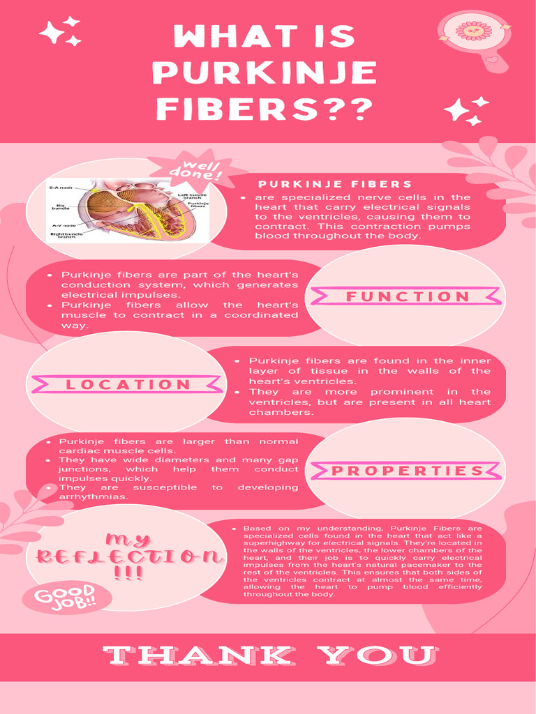 Purkinje Fibers: Function and Location | PDF