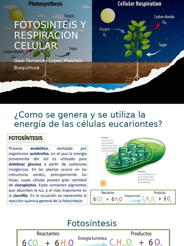 Fotosíntesis vs. Respiración Celular | PDF
