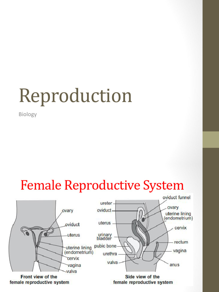 female reproductive system | PDF